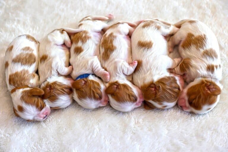 The Runt of the Litter: Definition, Facts, Health, Care & FAQs