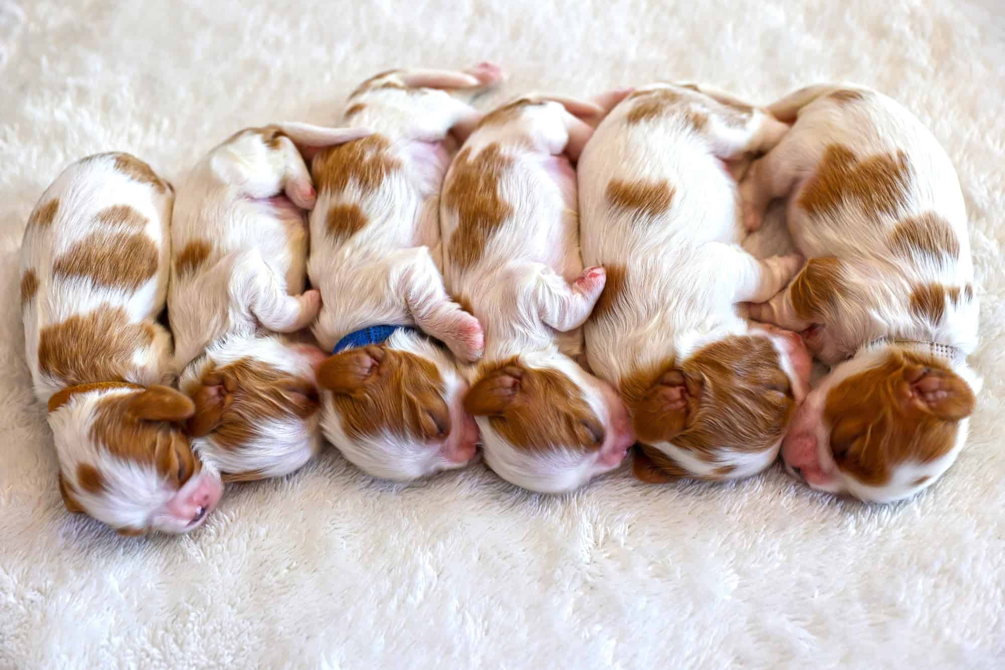 The Runt of the Litter: Definition, Facts, Health, Care & FAQs