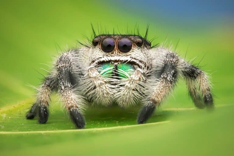 Regal Jumping Spider (Phidippus regius) Info, Pictures & FAQs