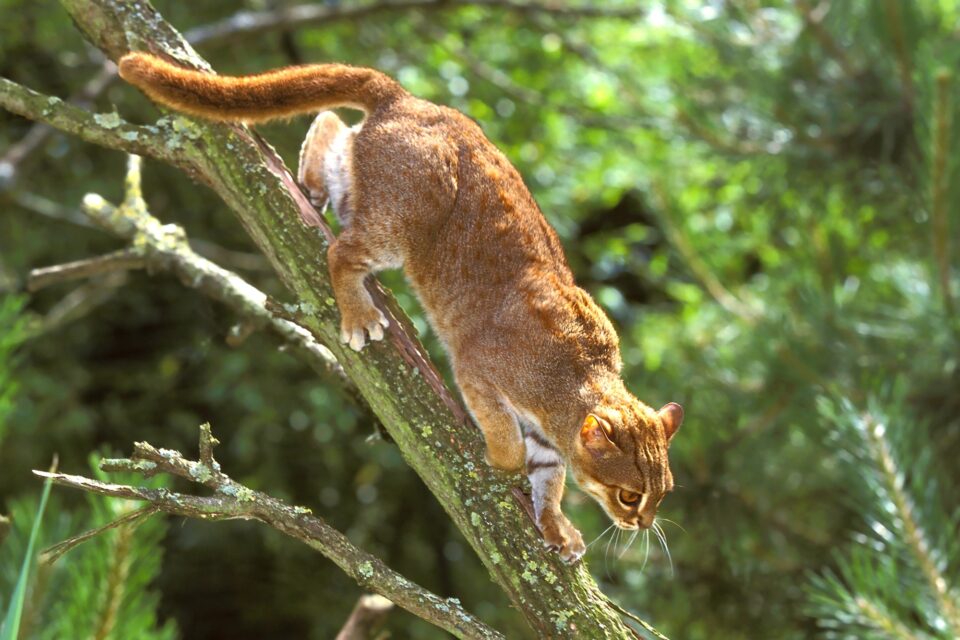 Rusty-Spotted Cat: Meet the Smallest Exotic Cat in the World