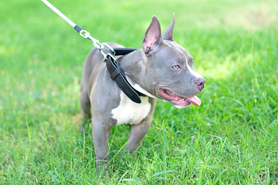 Blue American Bully Info, Pictures, Genetics, Facts, FAQ & More