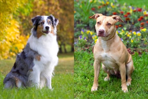 Aussie Pit (Australian Shepherd & Pitbull Mix) Info, Pictures, Facts ...