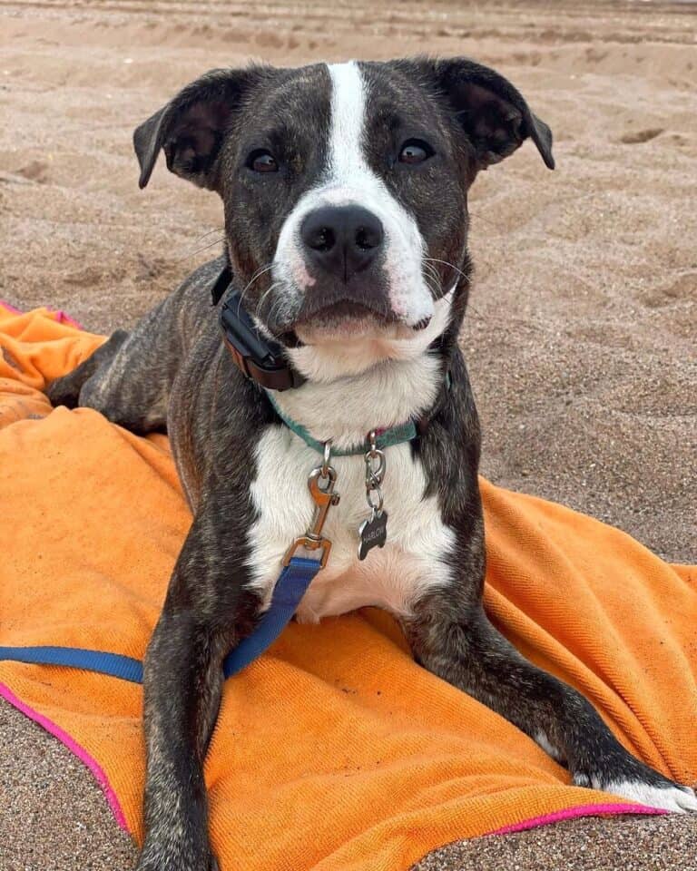 Aussie Pit (Australian Shepherd & Pitbull Mix) Info, Pictures, Facts ...