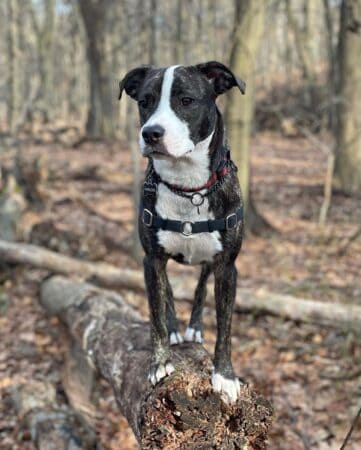 Aussie Pit (Australian Shepherd & Pitbull Mix) Info, Pictures, Facts ...