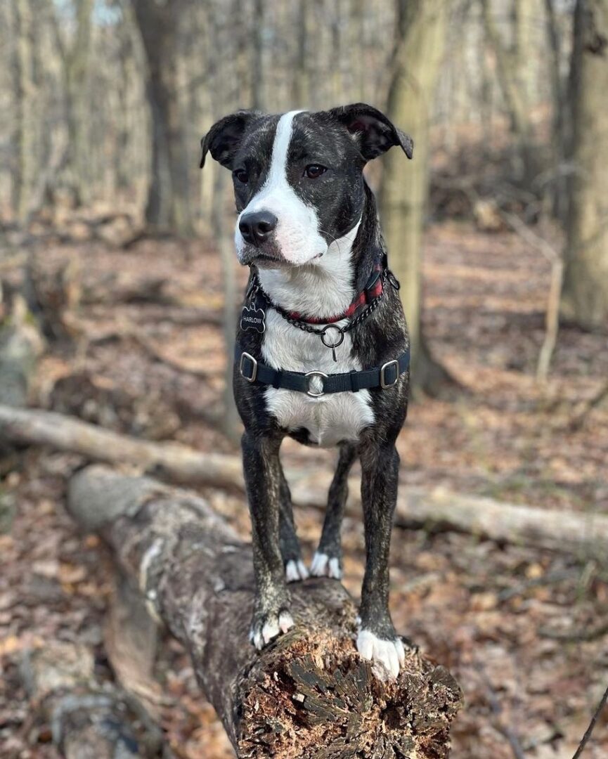 Aussie Pit (Australian Shepherd & Pitbull Mix) Info, Pictures, Facts ...