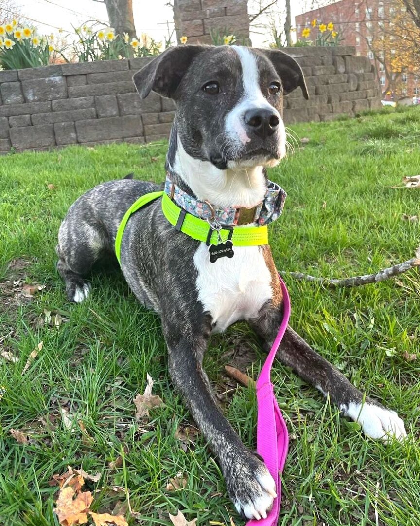 Aussie Pit (Australian Shepherd & Pitbull Mix) Info, Pictures, Facts ...