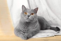 15 Beautiful Grey Cat Breeds You’ll Want to Adopt