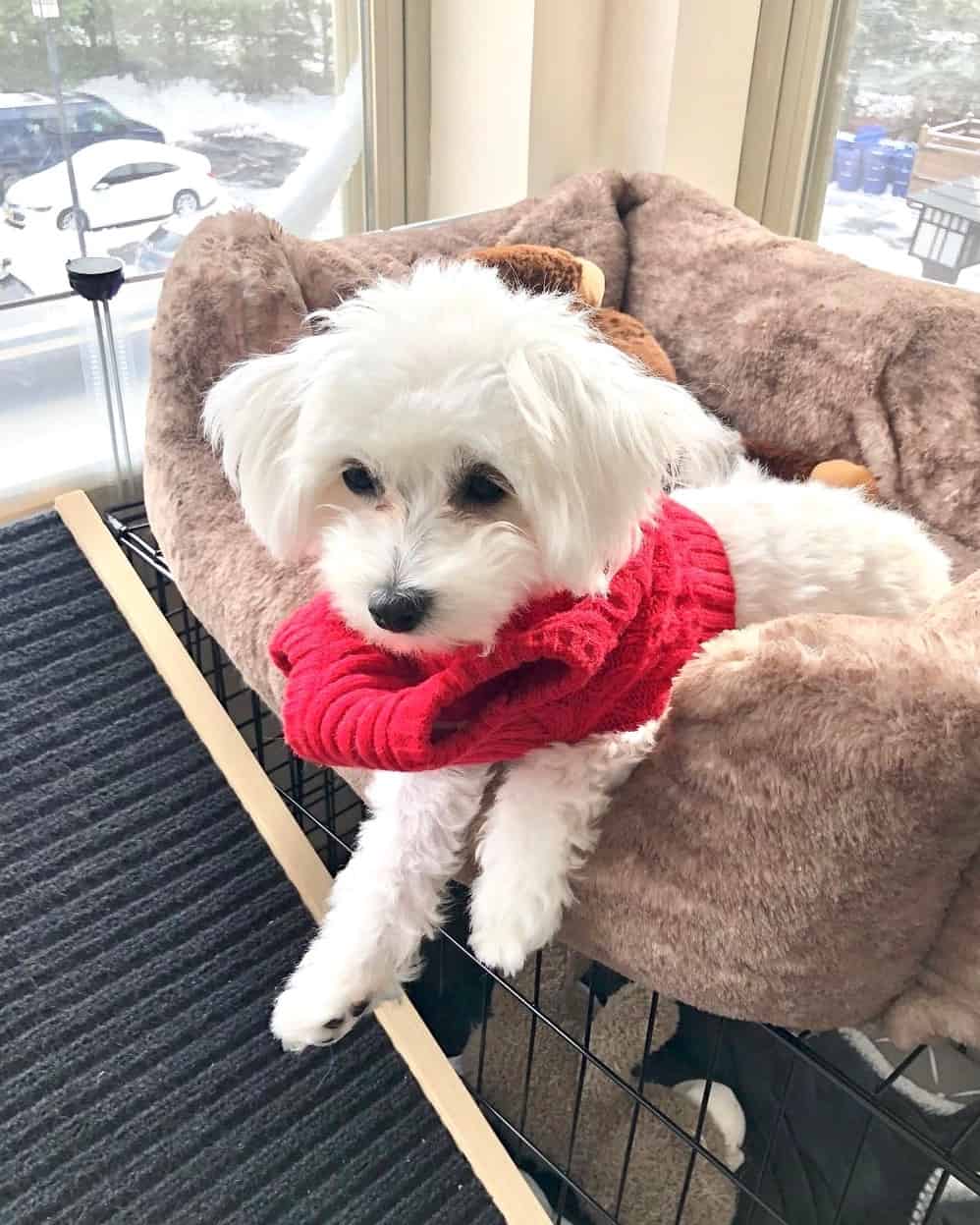 Maltichon (Maltese & Bichon Frise Mix) Info, Pictures, Facts, FAQs & More