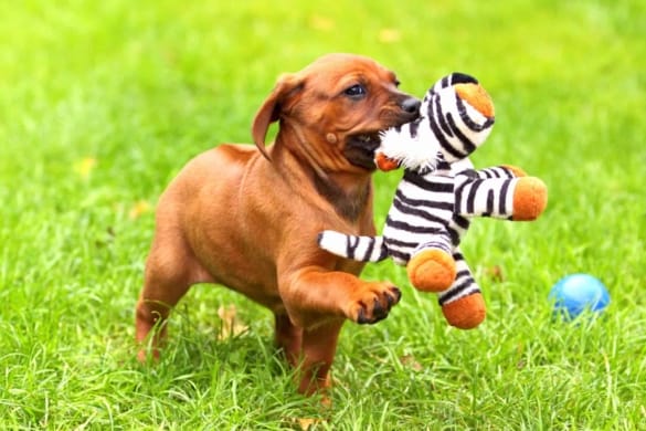 10 Best Rhodesian Ridgeback Breeders (2025): Our Top 10 Picks!