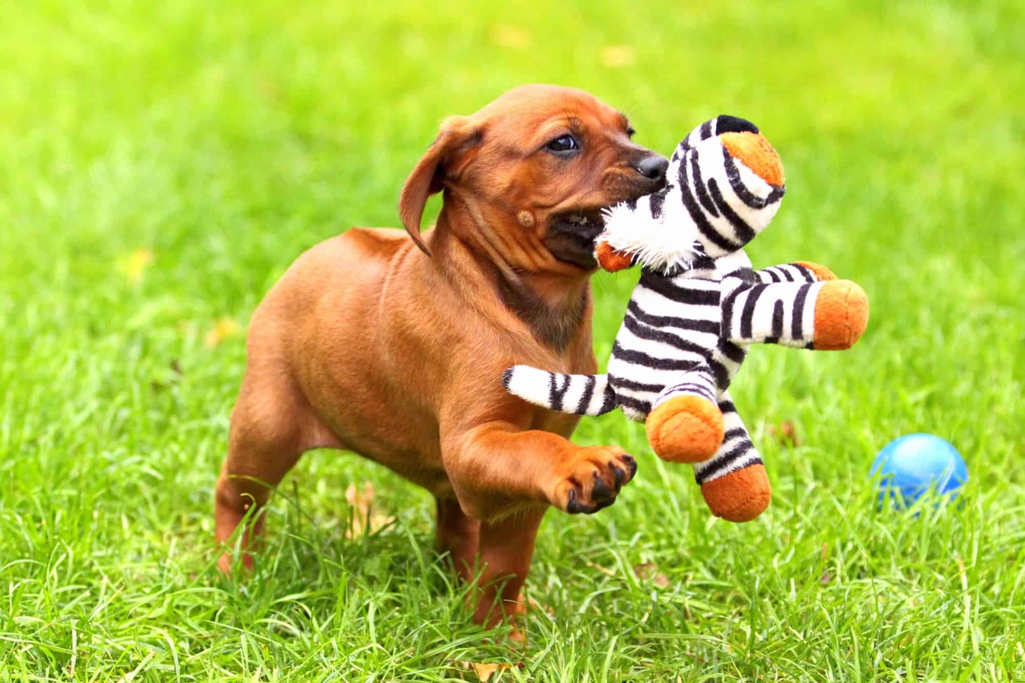 10 Best Rhodesian Ridgeback Breeders (2025): Our Top 10 Picks!