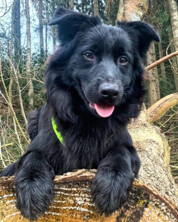 Black Australian Shepherd: A Complete Guide to Black Aussies