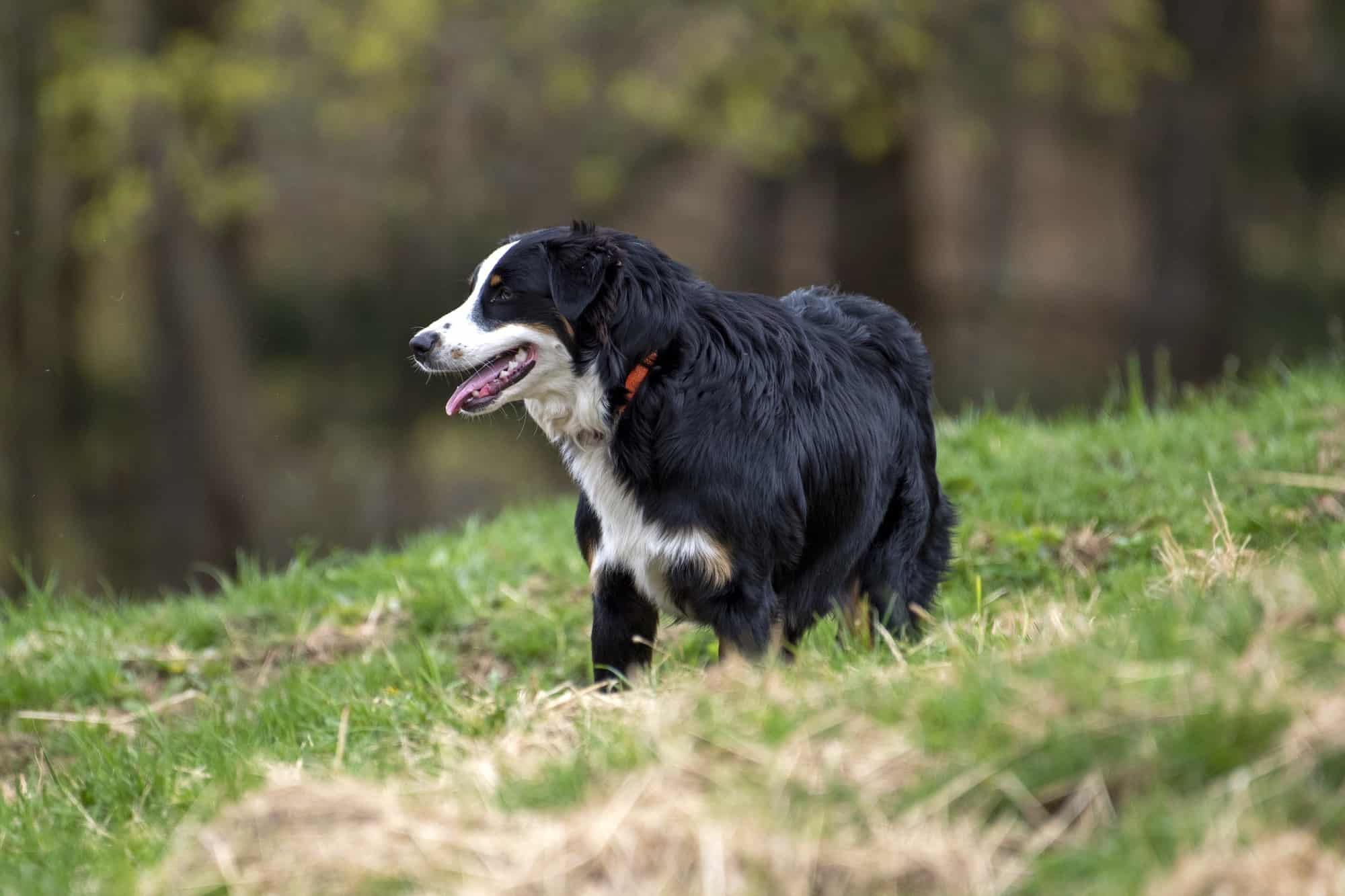 Black Australian Shepherd: A Complete Guide to Black Aussies