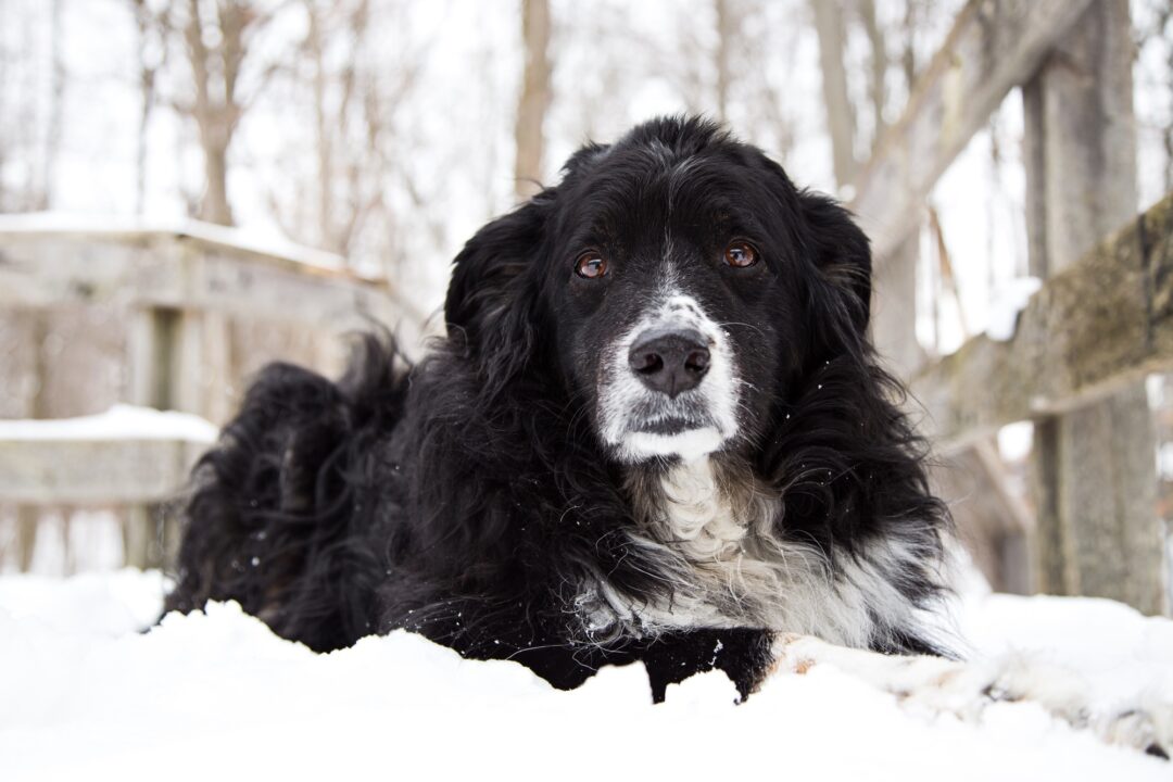 Black Australian Shepherd: A Complete Guide to Black Aussies