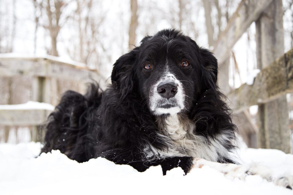 Black Australian Shepherd: A Complete Guide to Black Aussies