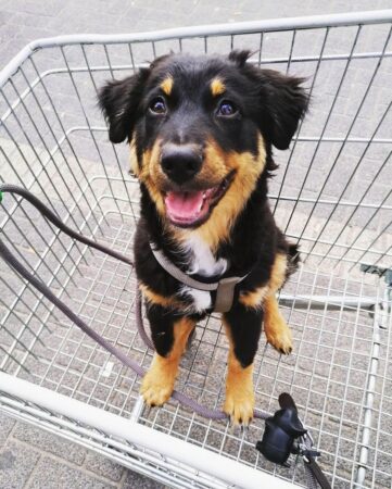 Black Australian Shepherd: A Complete Guide to Black Aussies