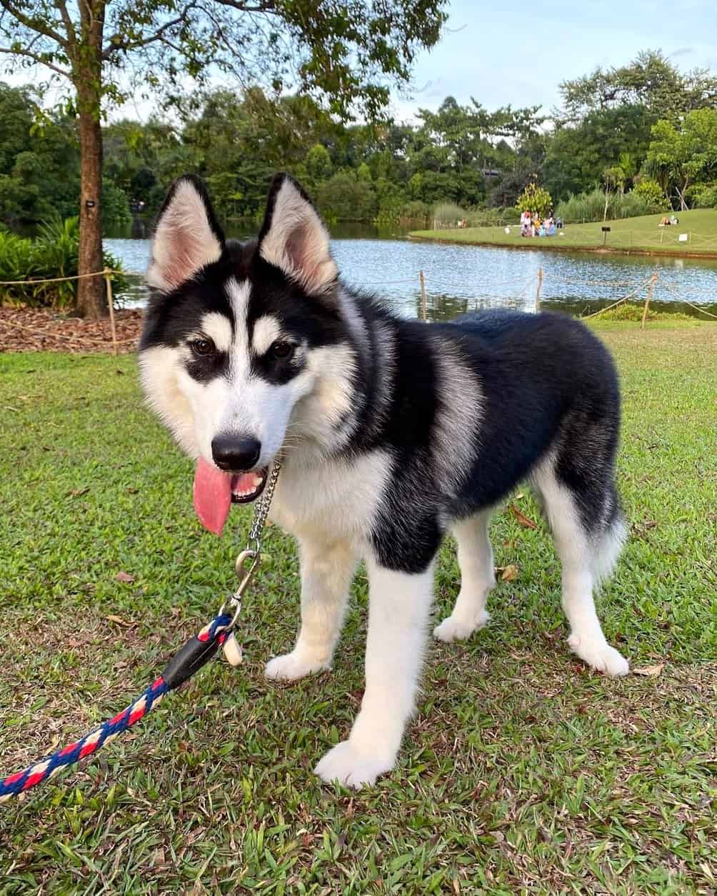 Samusky (Samoyed & Husky Mix) Info, Pictures, Facts & FAQs