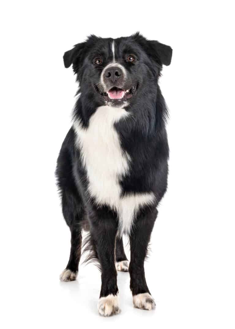 Black Australian Shepherd: A Complete Guide to Black Aussies