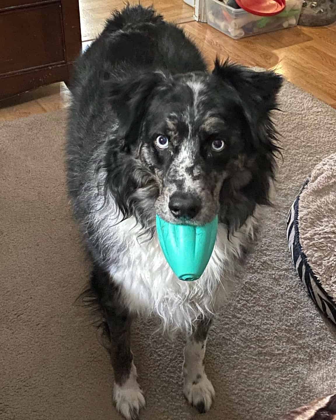 Black Australian Shepherd: A Complete Guide to Black Aussies