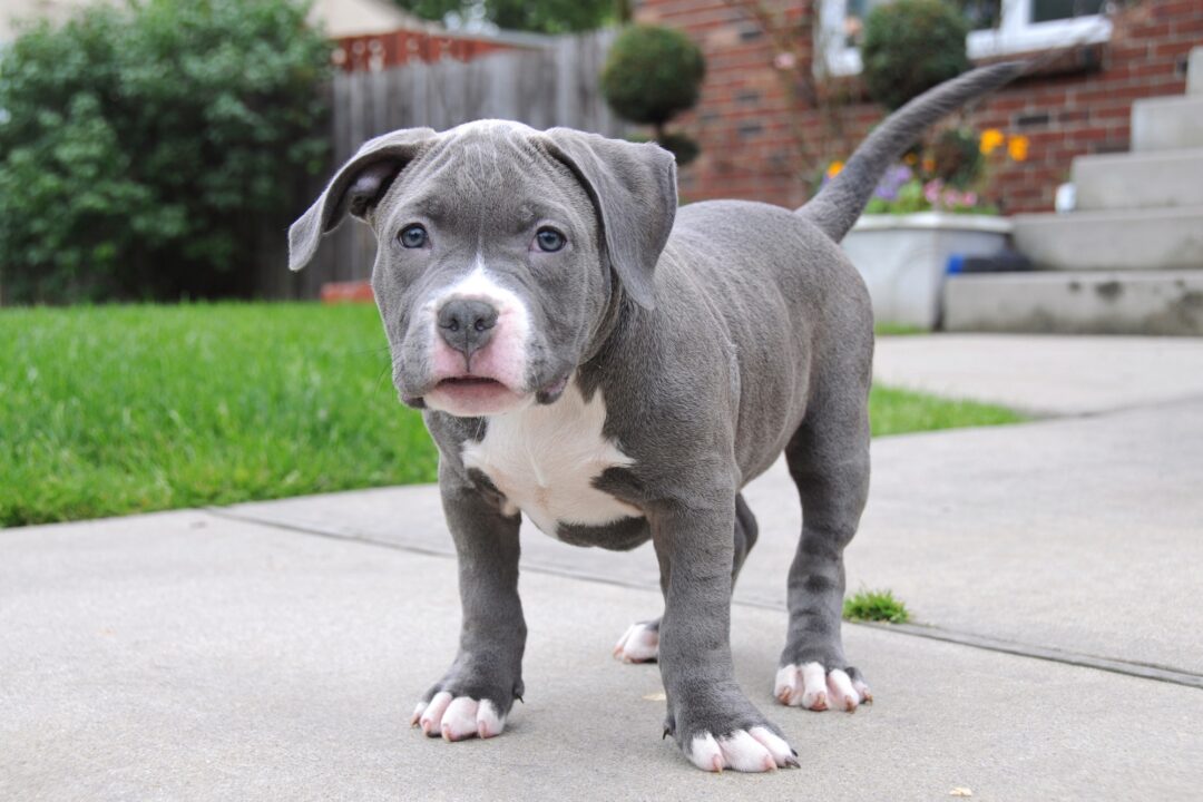 Blue American Bully Info, Pictures, Genetics, Facts, FAQ & More