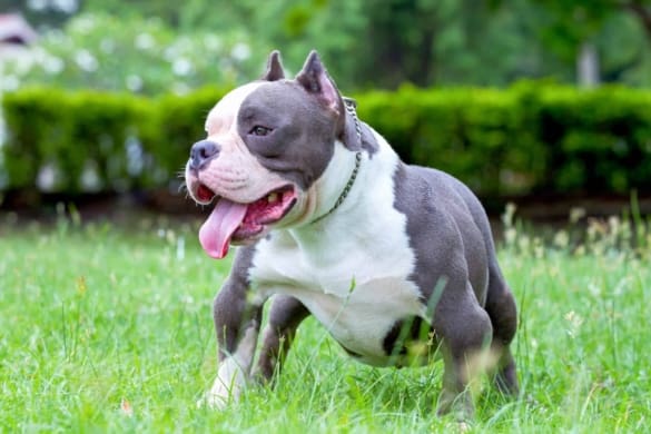 Blue American Bully Info, Pictures, Genetics, Facts, FAQ & More
