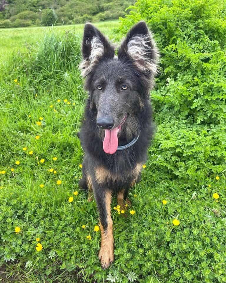 Blue German Shepherd: Facts, Genetics, Health, Pictures & FAQs