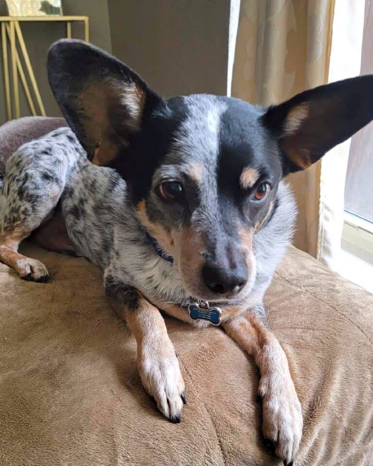 Jack Heeler (Blue Heeler & Jack Russell Mix) Info, Pictures, Facts ...