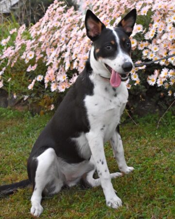 Jack Heeler (Blue Heeler & Jack Russell Mix) Info, Pictures, Facts ...