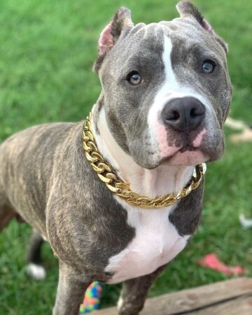 Blue American Bully Info, Pictures, Genetics, Facts, FAQ & More