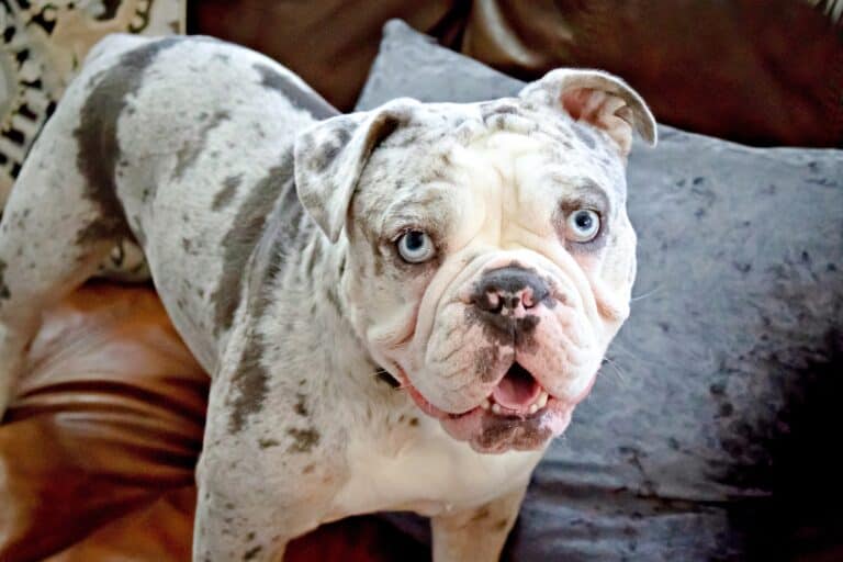Merle English Bulldog: The Uniquely Coated Bully You'll Love