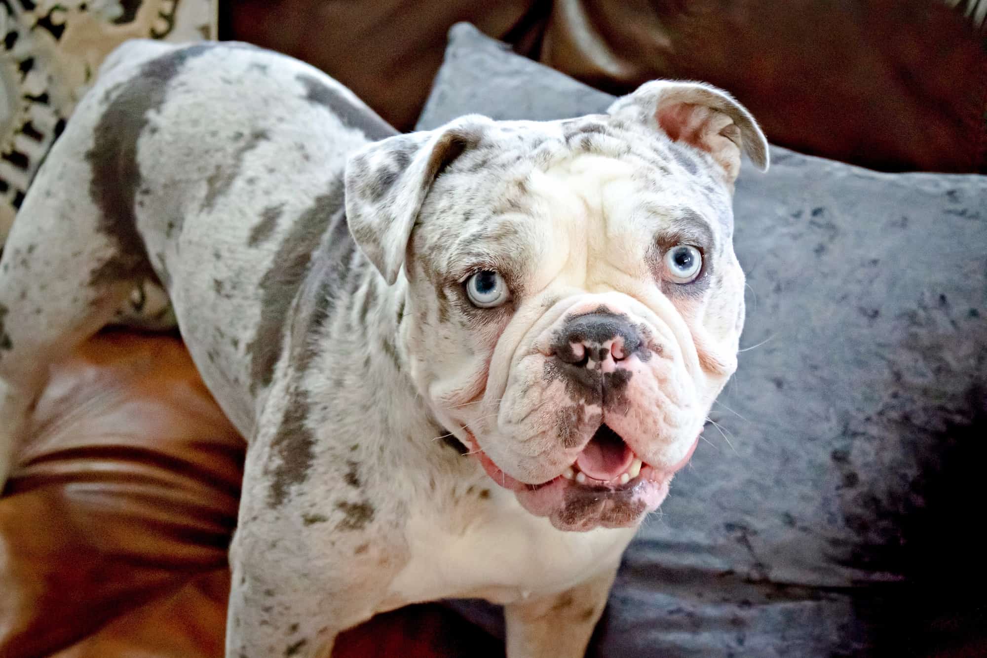 Merle English Bulldog: The Uniquely Coated Bully You'll Love