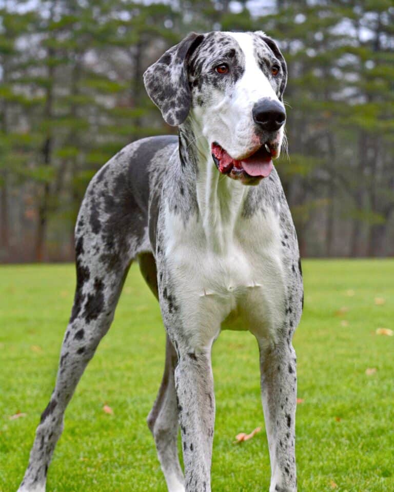 Merle Great Dane: Facts, Genetics, Health, Puppy Prices & FAQs