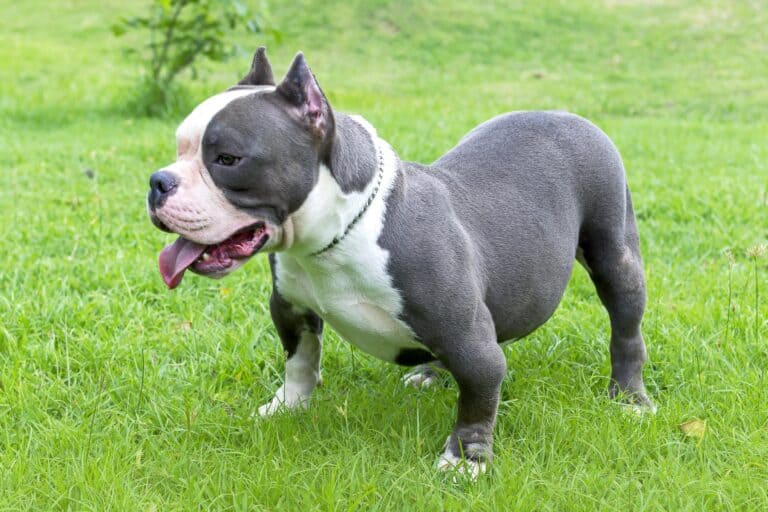 Blue American Bully Info, Pictures, Genetics, Facts, FAQ & More