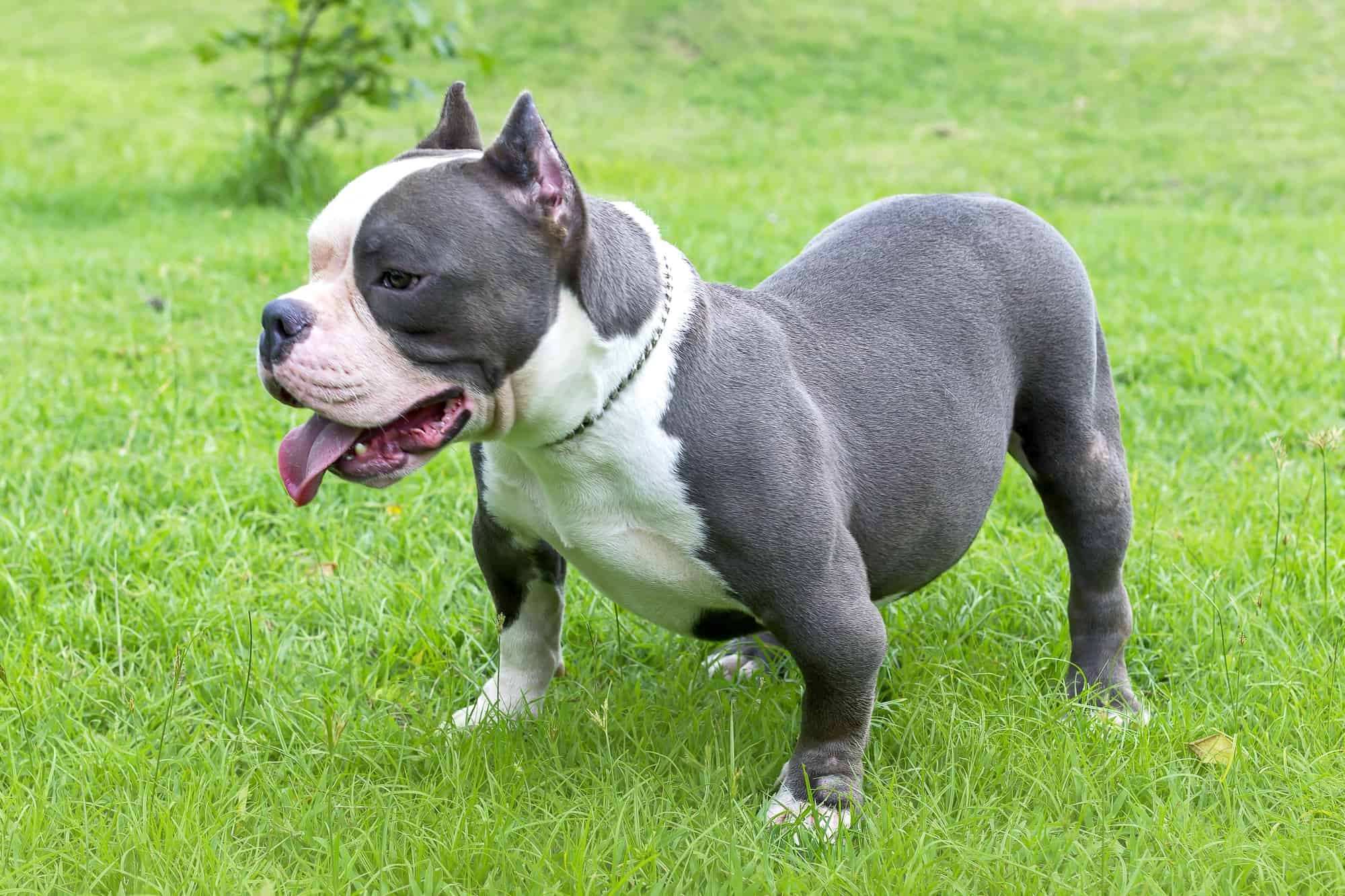 Blue American Bully Info, Pictures, Genetics, Facts, FAQ & More