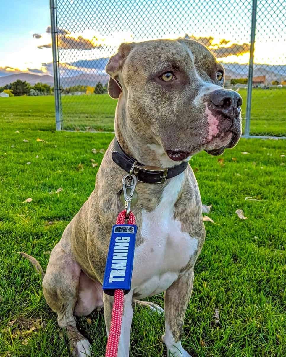 Brindle Pitbull: Everything You Need to Know (With Pictures)