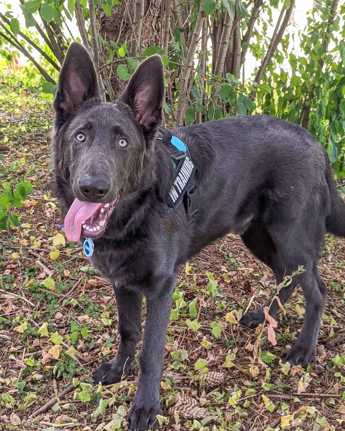 Blue German Shepherd: Facts, Genetics, Health, Pictures & FAQs