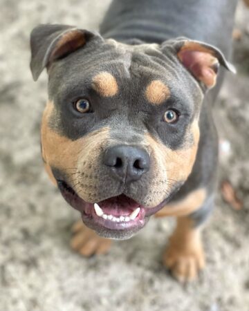 Blue American Bully Info, Pictures, Genetics, Facts, FAQ & More