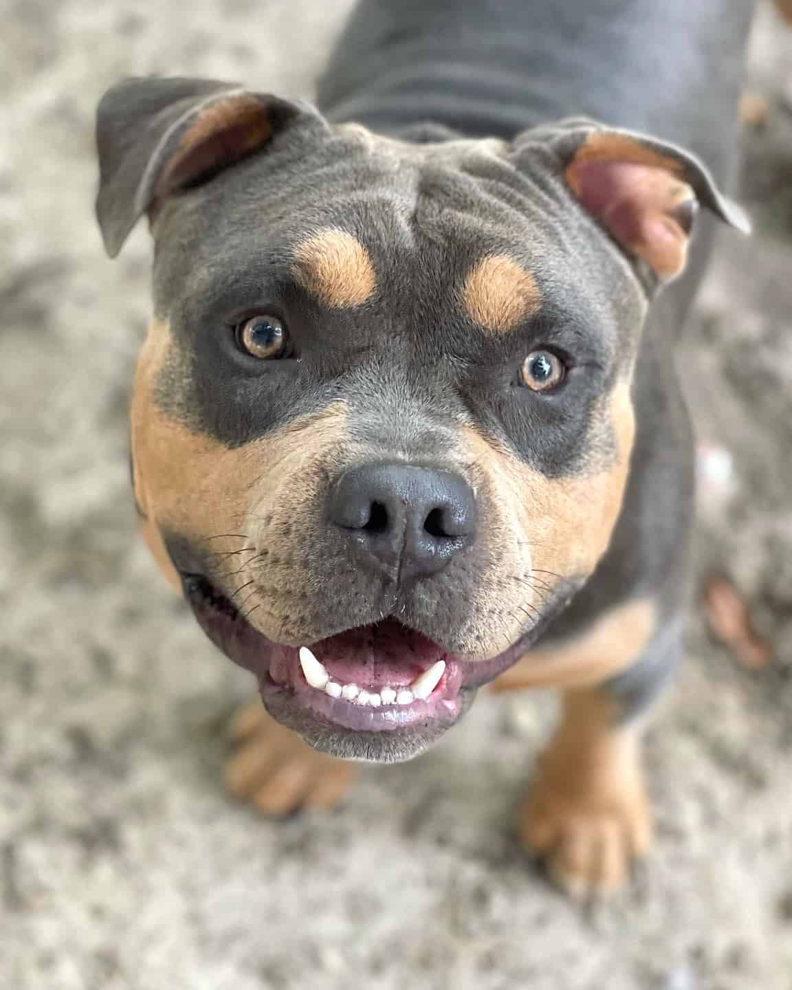 Blue American Bully Info, Pictures, Genetics, Facts, FAQ & More