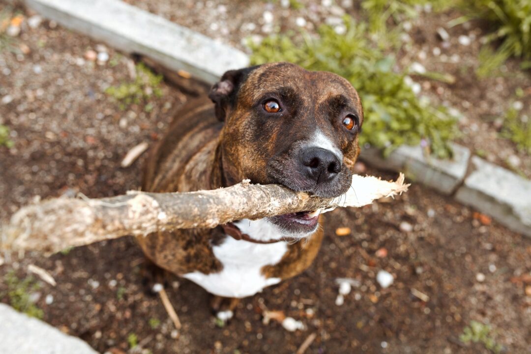 Brindle Pitbull: Everything You Need to Know (With Pictures)