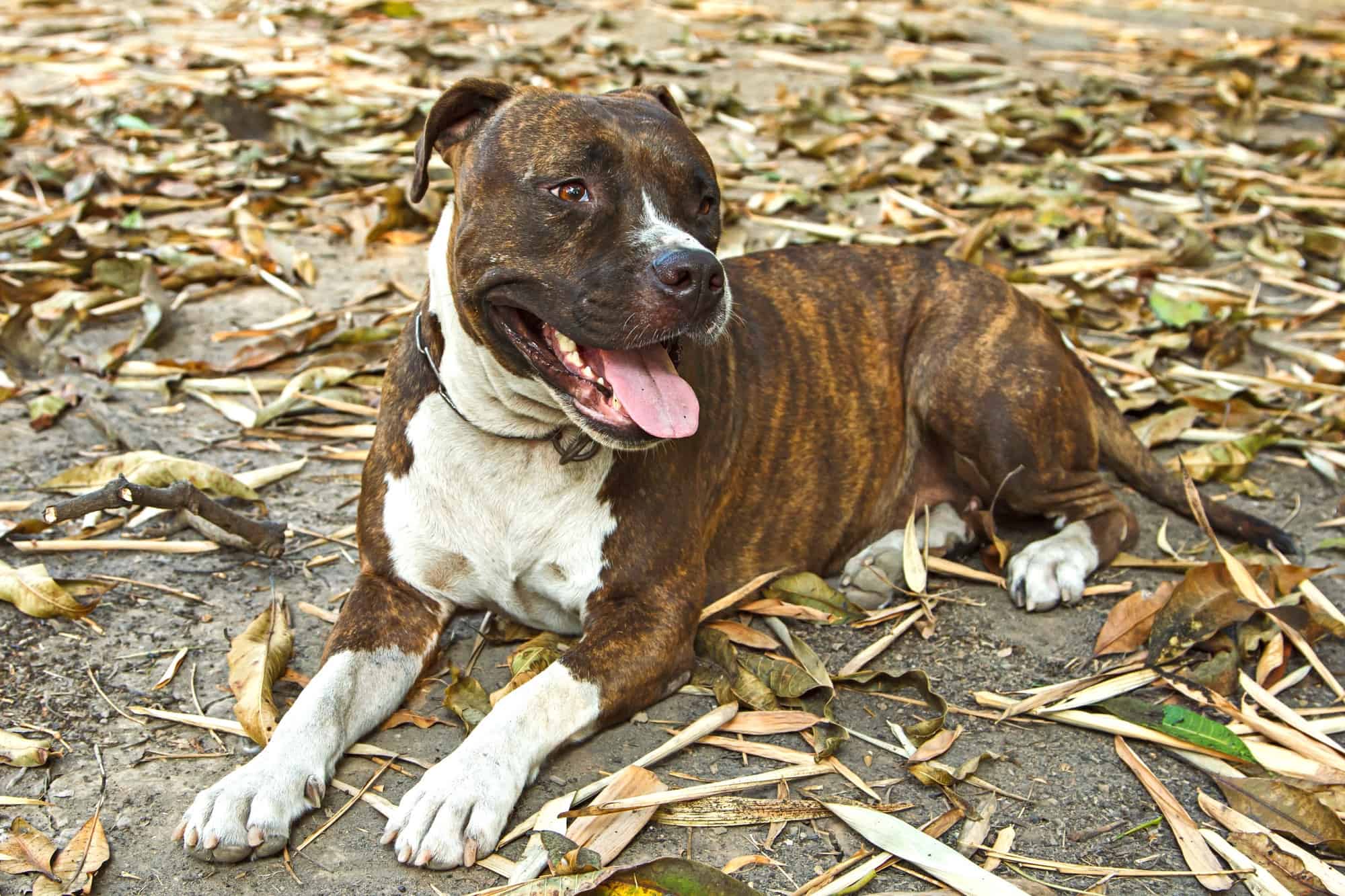 Brindle Pitbull: Everything You Need to Know (With Pictures)