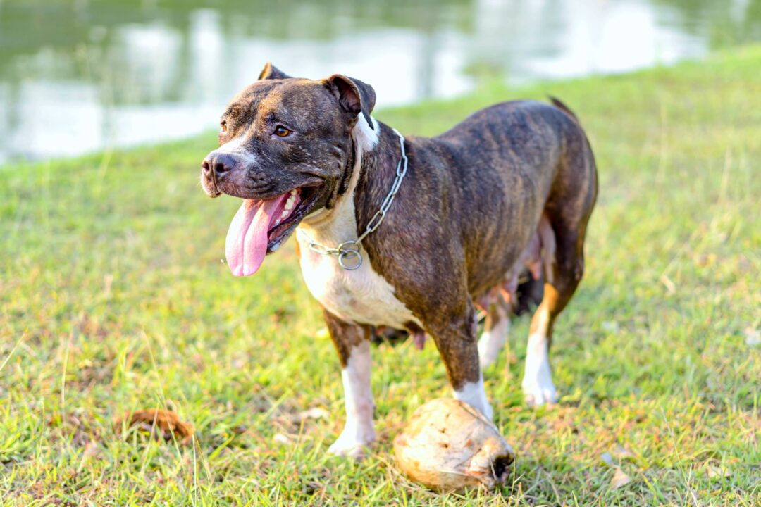 Brindle Pitbull: Everything You Need to Know (With Pictures)