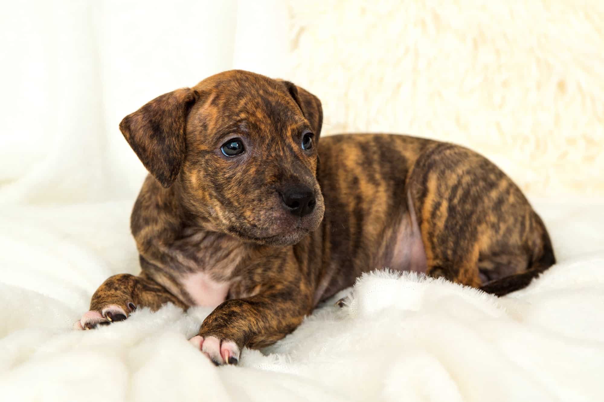 Brindle Pitbull: Everything You Need to Know (With Pictures)