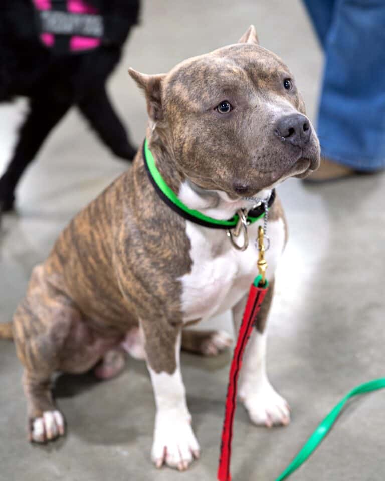 Brindle Pitbull: Everything You Need to Know (With Pictures)