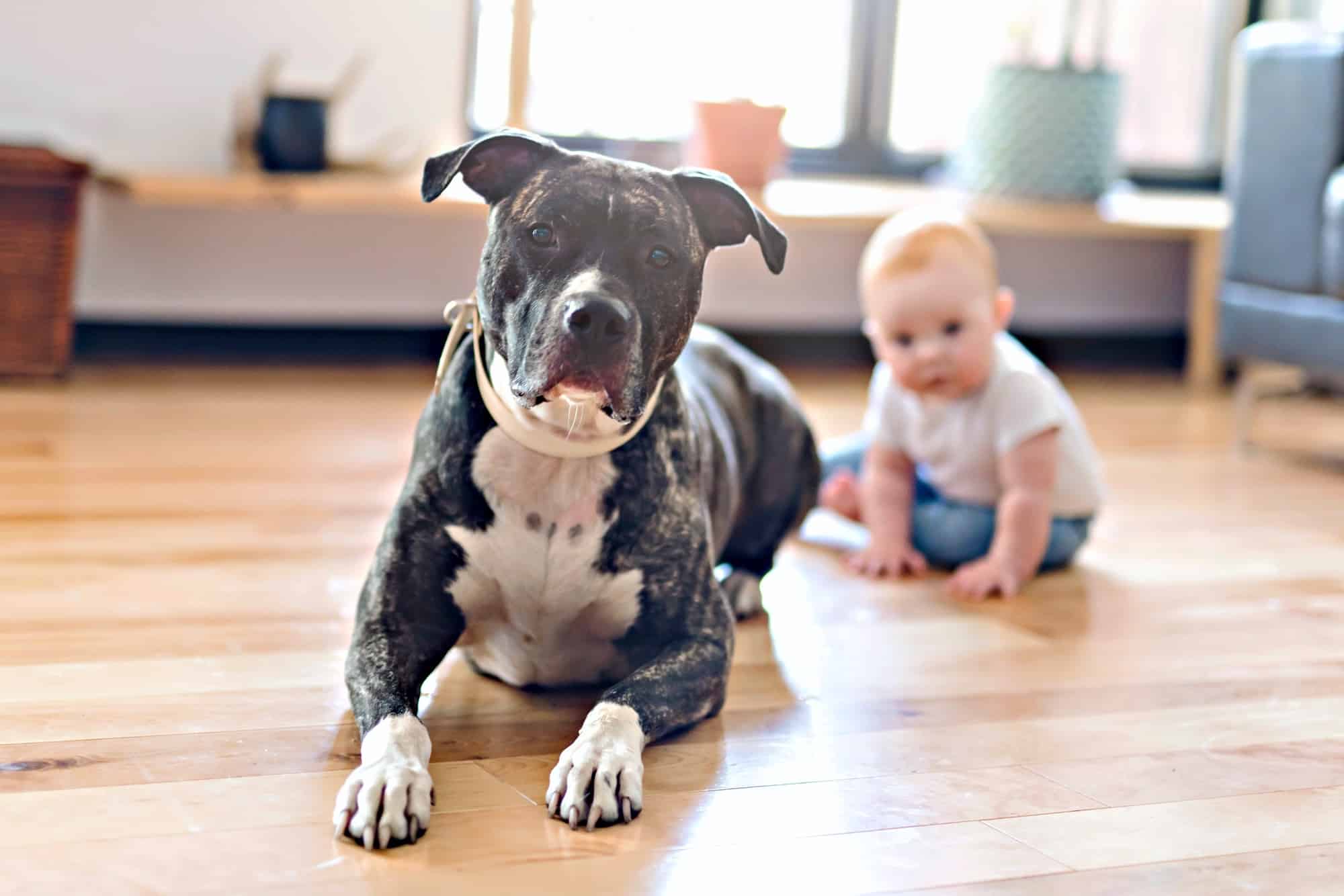 Brindle Pitbull: Everything You Need to Know (With Pictures)