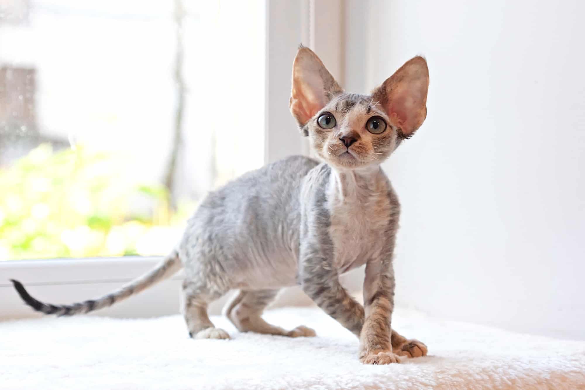 4 Cute Cat Breeds With Curly Hair With Pictures FAQs 4 Cute Cat Breeds With Curly Hair With Pictures FAQs