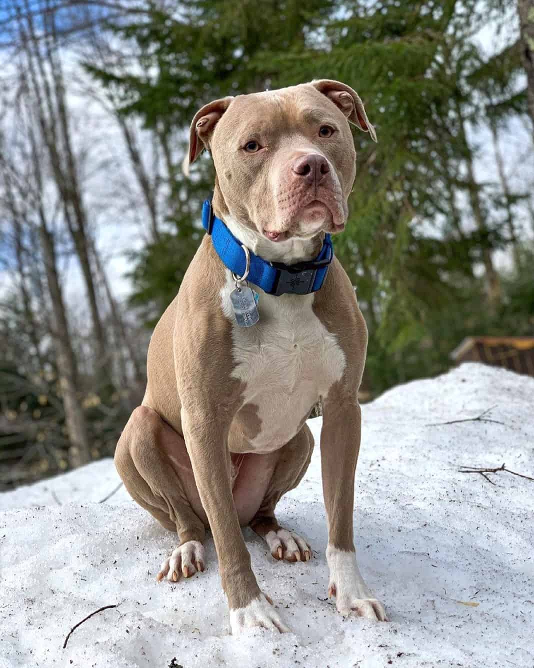Champagne Pitbull: Get to Know This Rare Pitbull Color