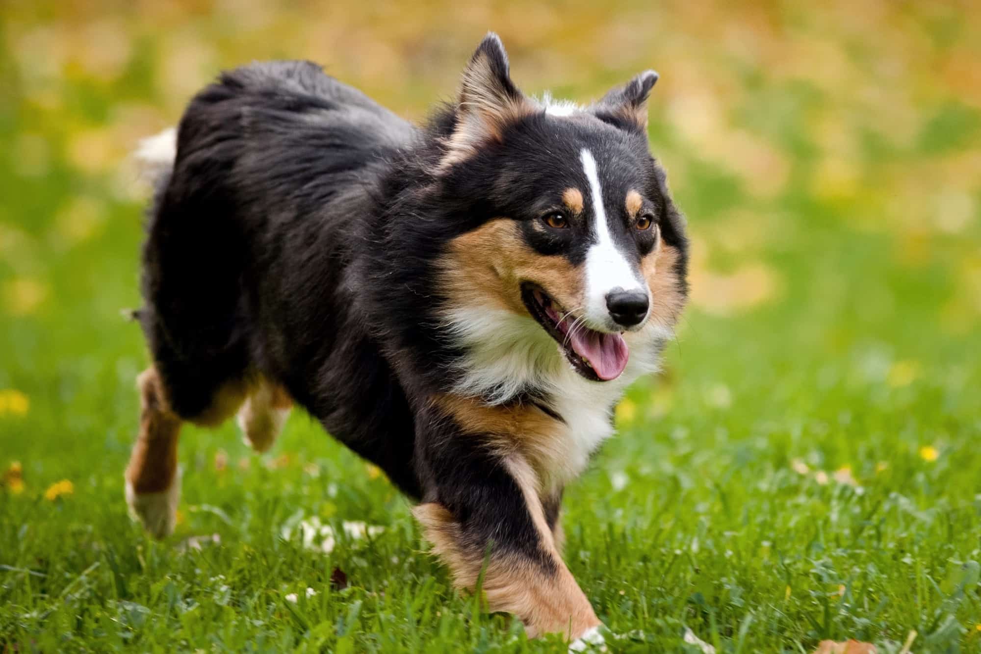 Black Australian Shepherd: A Complete Guide to Black Aussies