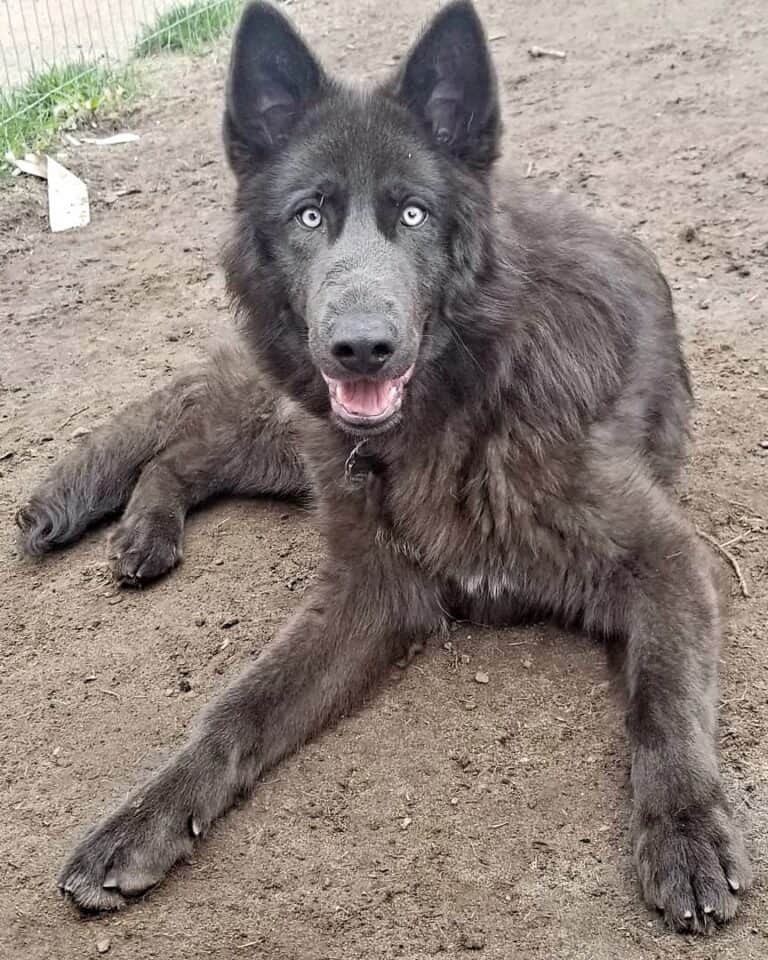 Lycan Shepherd | Dog Breed Facts, Information, Pictures & FAQs