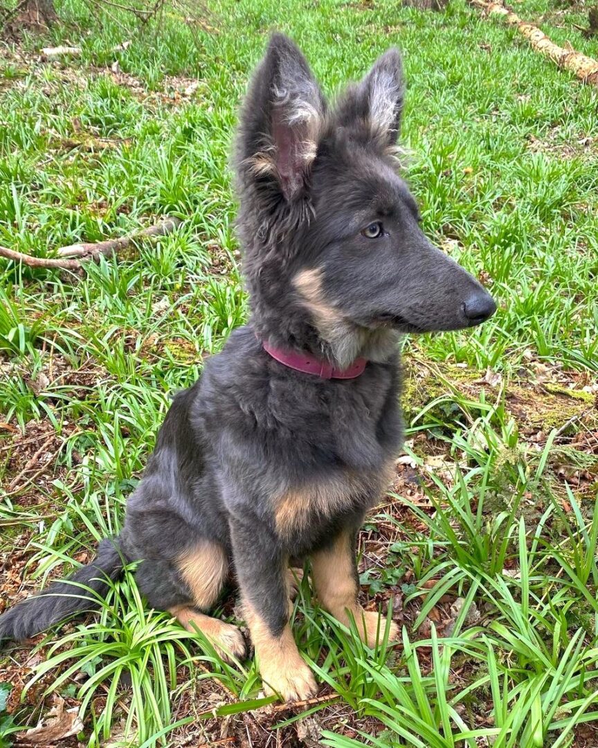 Blue German Shepherd: Facts, Genetics, Health, Pictures & FAQs