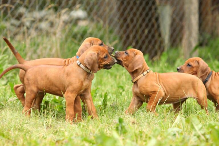 10 Best Rhodesian Ridgeback Breeders (2025): Our Top 10 Picks!