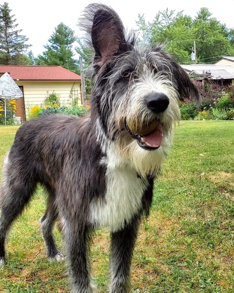 Shepadoodle | Mixed Dog Breed Info, Pictures, Facts & FAQs